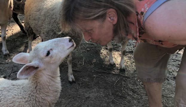 Sheep Sense: How Animals Experience The World - Hobby Farms