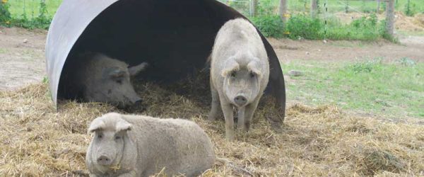 The Mangalitsa Pig May Be The Perfect Porker - Hobby Farms