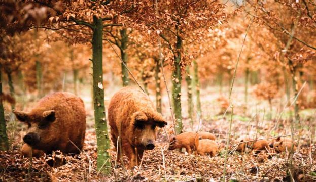 pig breeds - Hobby Farms