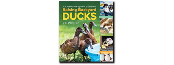 A Broody Chicken Can Hatch Duck Eggs (Book Excerpt) - Hobby Farms