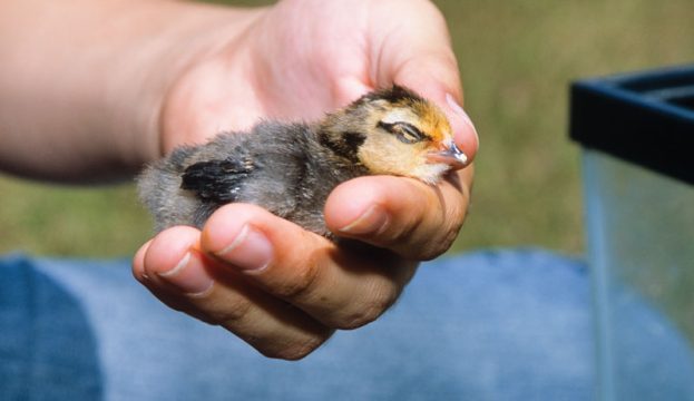 Warm Your Baby Chicks Without Using Heat Lamps - Hobby Farms