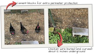 Ease Chicken Stress With These Hen-Calming Tips - Hobby Farms