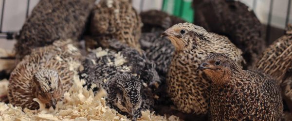 Raise & Market Specialty Poultry For Meat & Profit - Hobby Farms