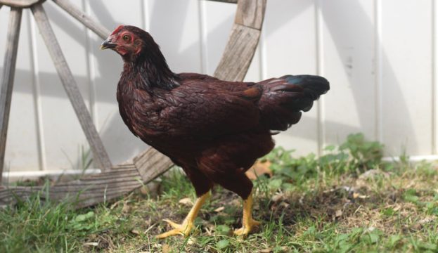 Bantam Breeds Pack A Lot Into A Little - Hobby Farms