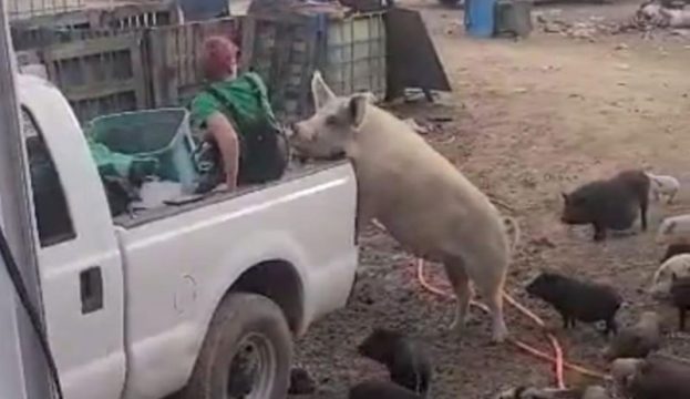 At In Loving Swineness, Feral Pigs Clear Weeds - Hobby Farms