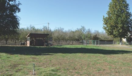 How To Get Started Raising Feeder Lambs - Hobby Farms