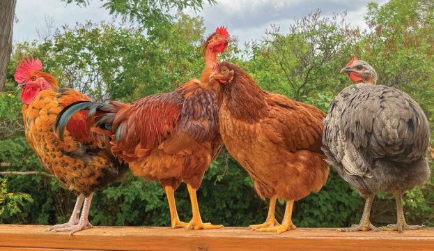 Winners: Chickens 2023 Best Of Cluck Photo Contest - Hobby Farms