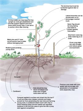 Infographic: How To Properly Plant A Tree - Hobby Farms