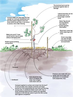 Infographic: How To Properly Plant A Tree - Hobby Farms