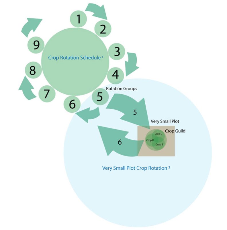 Crop Plot Rotation In Very Small Spaces (Infographic) - Hobby Farms