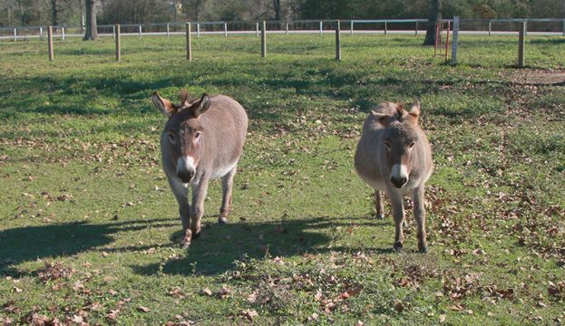 Sicilian Donkeys Get New Home in Texas - Hobby Farms