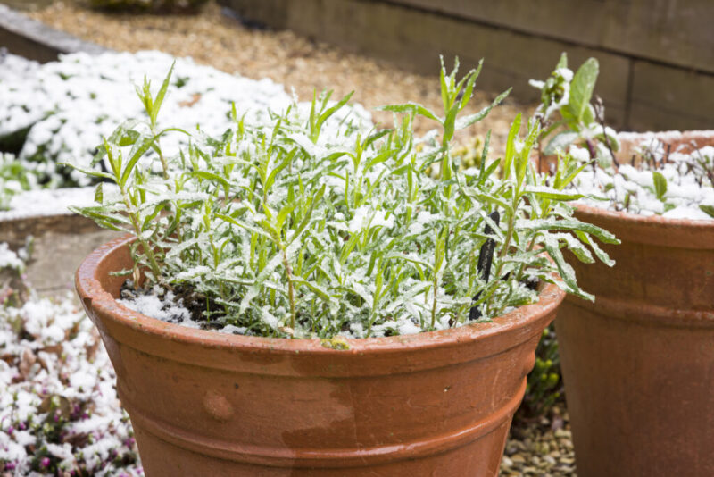 Winter Sowing Garden Guide - Hobby Farms