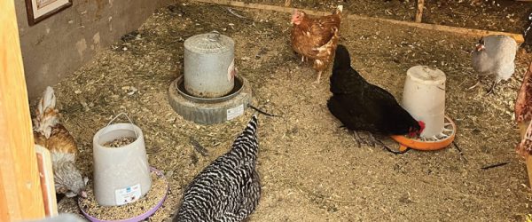 The Reclaimed Chick Inn Is One Cool Coop! - Hobby Farms