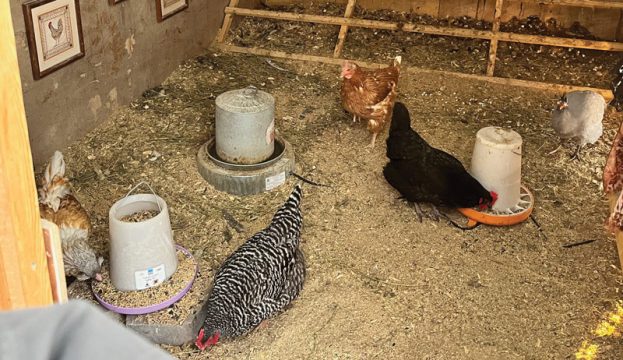 The Reclaimed Chick Inn Is One Cool Coop! - Hobby Farms
