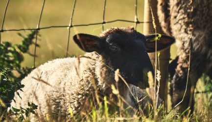 Different Ways To Protect Your Sheep Against Predators - Hobby Farms