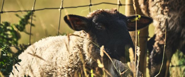 Different Ways To Protect Your Sheep Against Predators - Hobby Farms
