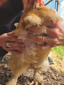 Impacted Crop: How to Identify & Treat in Chickens - Hobby Farms