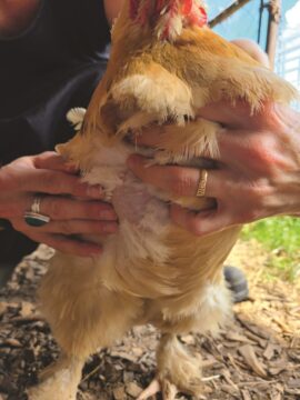 Impacted Crop: How to Identify & Treat in Chickens - Hobby Farms