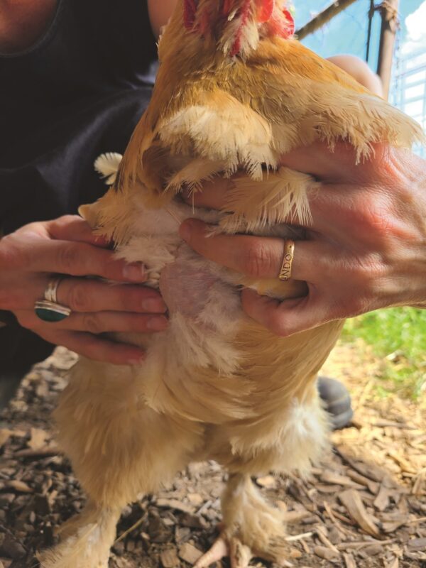 Impacted Crop: How to Identify & Treat in Chickens - Hobby Farms