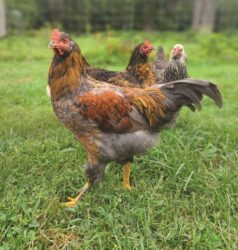 Impacted Crop: How to Identify & Treat in Chickens - Hobby Farms