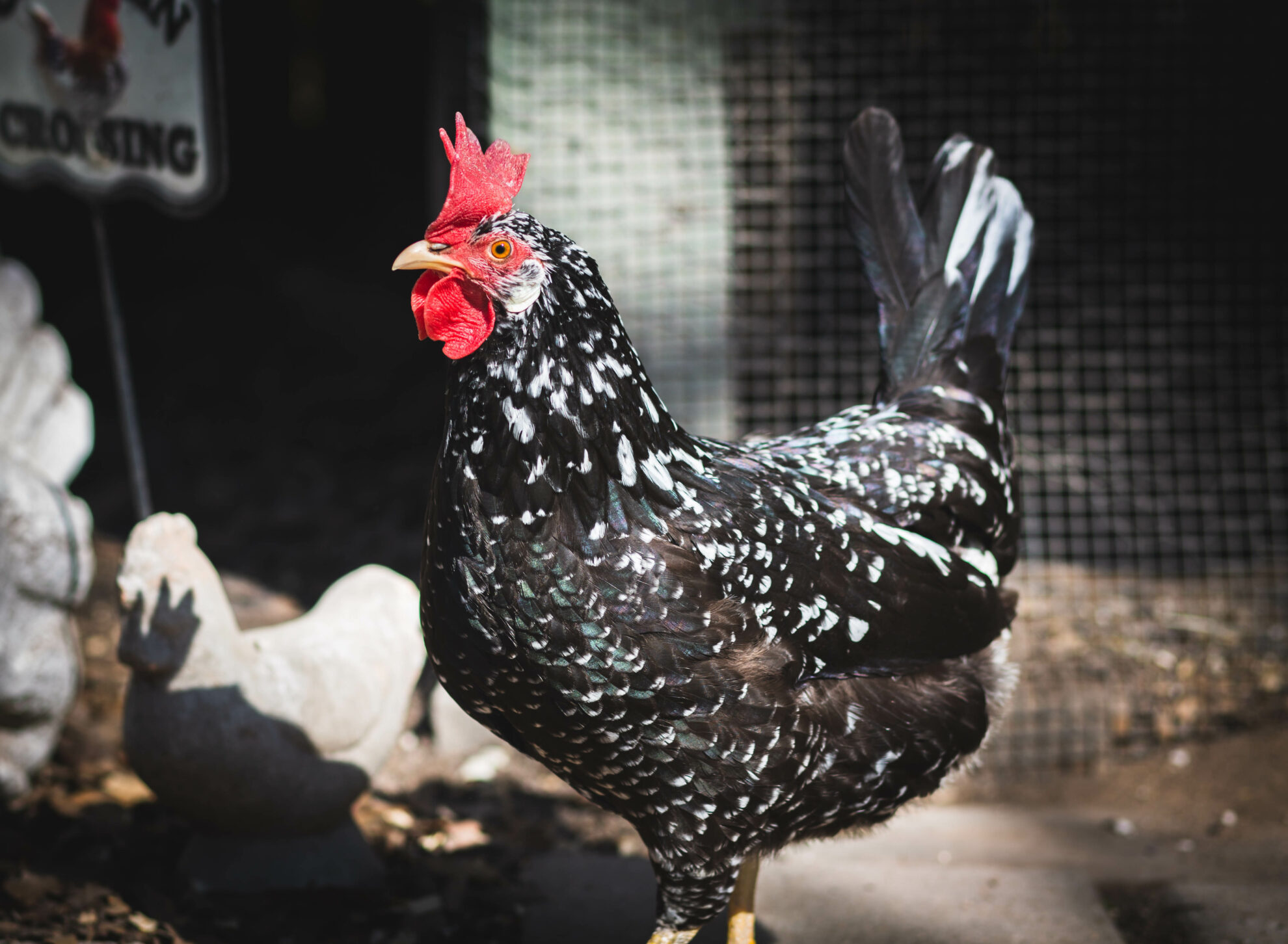 What Chickens Lay White Eggs: 8 Breeds to Know - Hobby Farms