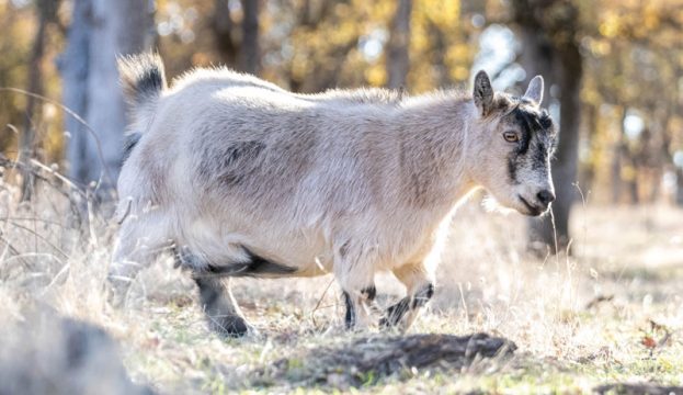 Small Livestock Breeds That Fit Great On Small Farms - Hobby Farms