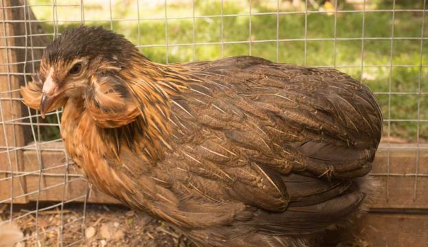 What Chickens Lay Blue Eggs? - Hobby Farms