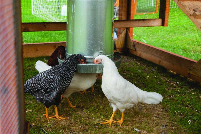 Are Chickens Warm-Blooded? Know the Importance - Hobby Farms