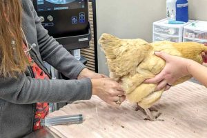 Treating Water Belly (Ascites) In A Chicken - Hobby Farms