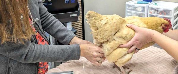 Treating Water Belly (Ascites) In A Chicken - Hobby Farms