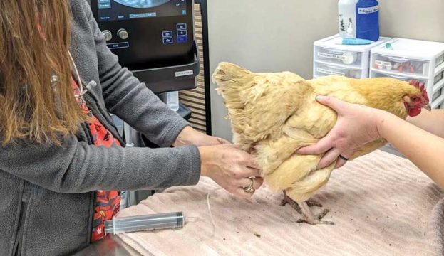 Treating Water Belly (Ascites) In A Chicken - Hobby Farms