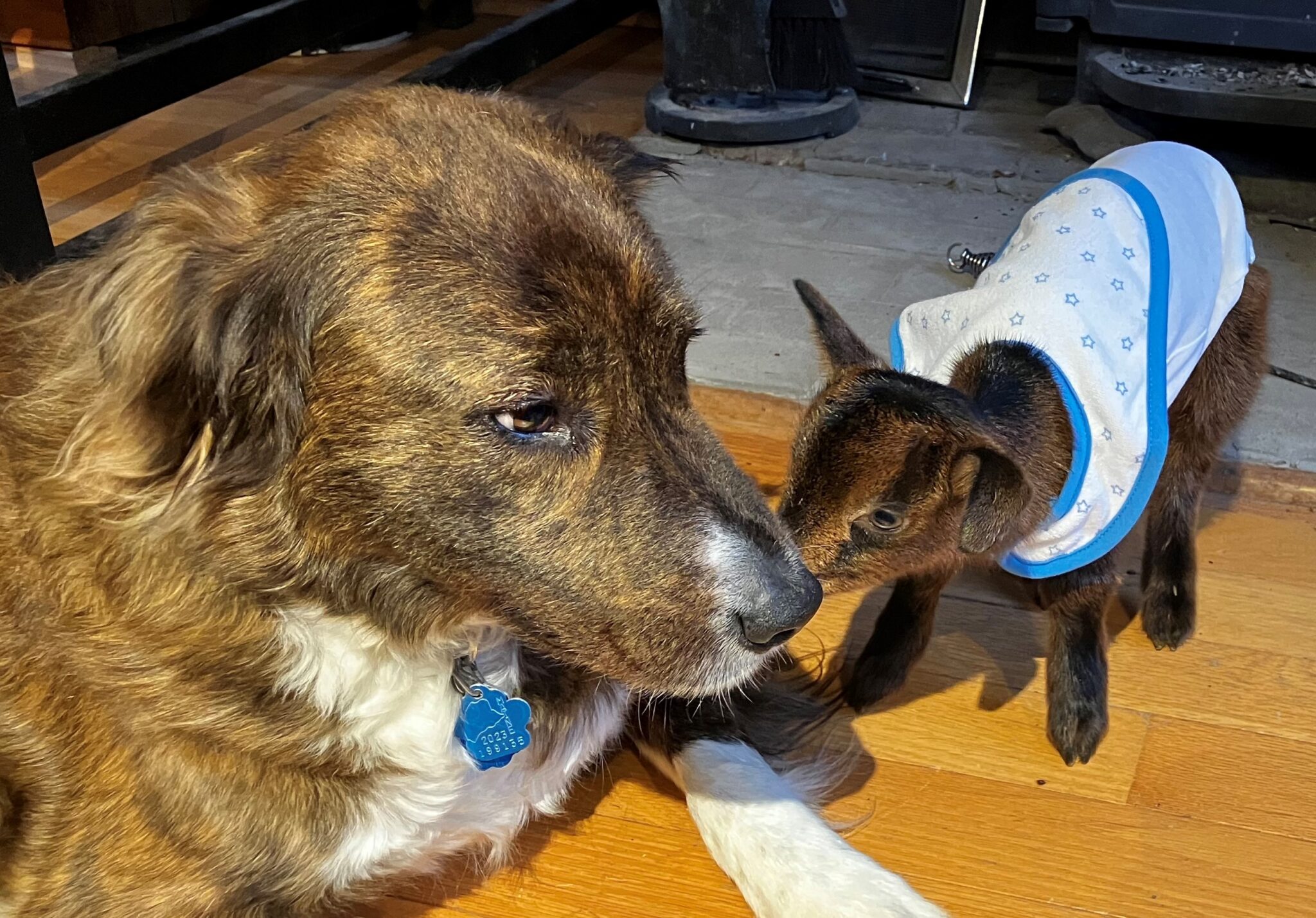 Tiny Tools Needed for Raising Baby Farm Animals - Hobby Farms
