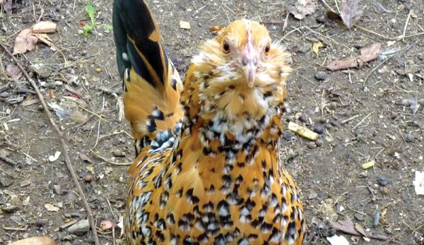 Bantam Chickens - Banty Chickens Breeds, Size and Care Guide