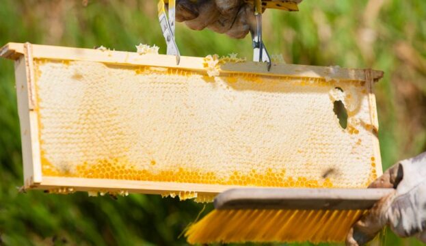 bee frames - Hobby Farms