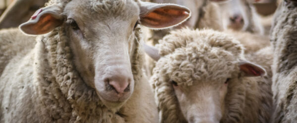 The Benefits of Wool: An Old-Fashioned Favorite - Hobby Farms