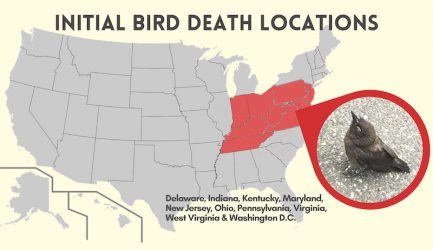 Mysterious Bird Deaths Reported In Many U.S. States - Hobby Farms