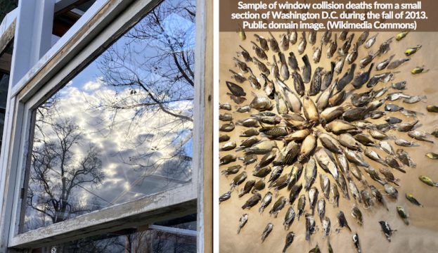 Reducing Collisions Of Birds Into Windows On The Farm - Hobby Farms