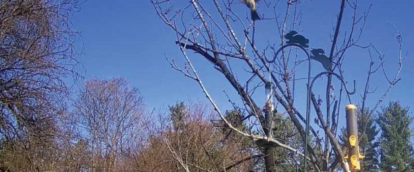 6 Ways To Put Your Brush Pile To Work - Hobby Farms