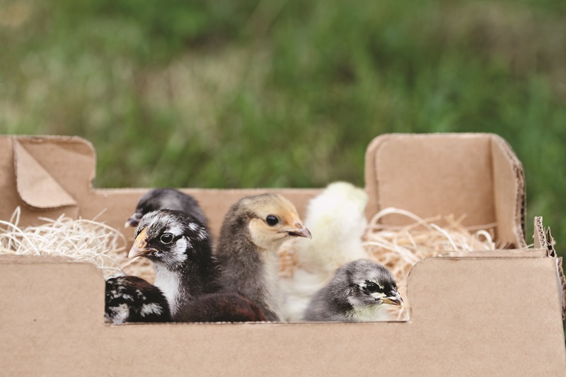 Raising Chickens for Beginners: 15 Tips - Hobby Farms