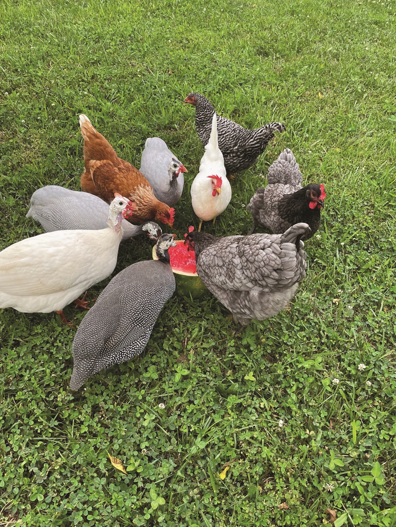 Raising Chickens for Beginners: 15 Tips - Hobby Farms