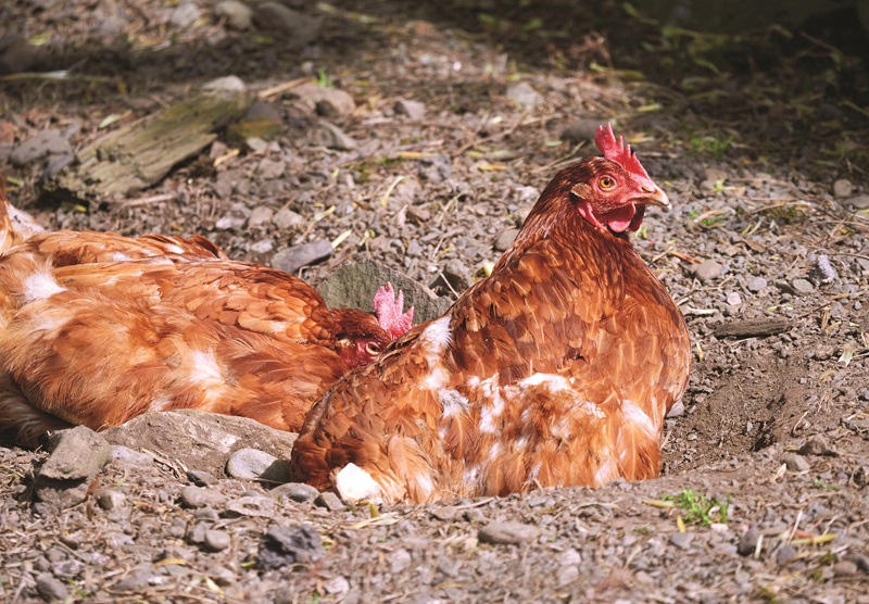 Raising Chickens for Beginners: 15 Tips - Hobby Farms