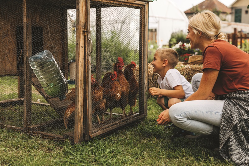 Raising Chickens for Beginners: 15 Tips - Hobby Farms