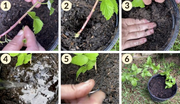 How to Propagate Black Raspberries & Other Brambles - Hobby Farms