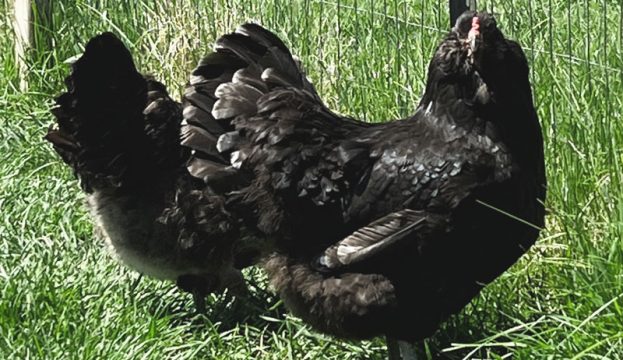 Ana Hotaling, Author at Hobby Farms