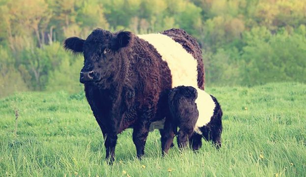 Get to Know Galloway Cow & Belted Galloway Cattle Breeds – Hobby Farms