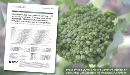 Bye, Bolting: Researchers Developing Heat-Proof Broccoli - Hobby Farms