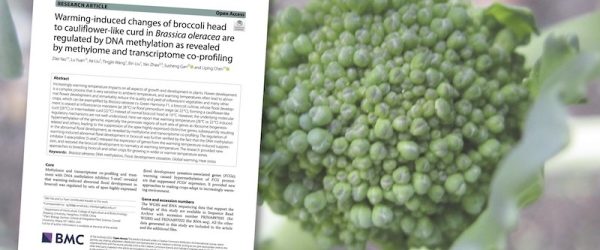Bye, Bolting: Researchers Developing Heat-Proof Broccoli - Hobby Farms