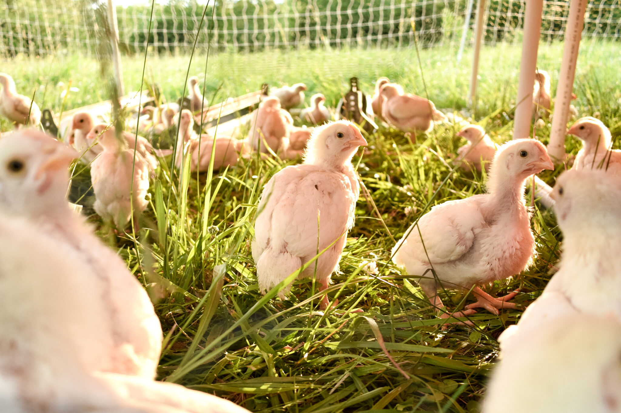 broiler chickens - Hobby Farms