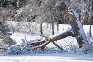 How To Use Trees For A Windbreak On The Farm - Hobby Farms