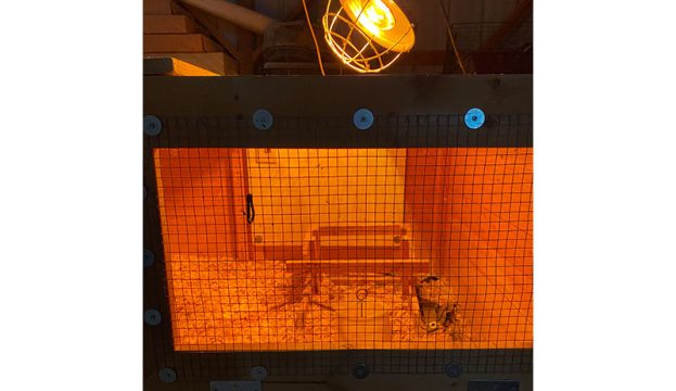 How To Get Your Flock Of Chickens Ready For Winter - Hobby Farms